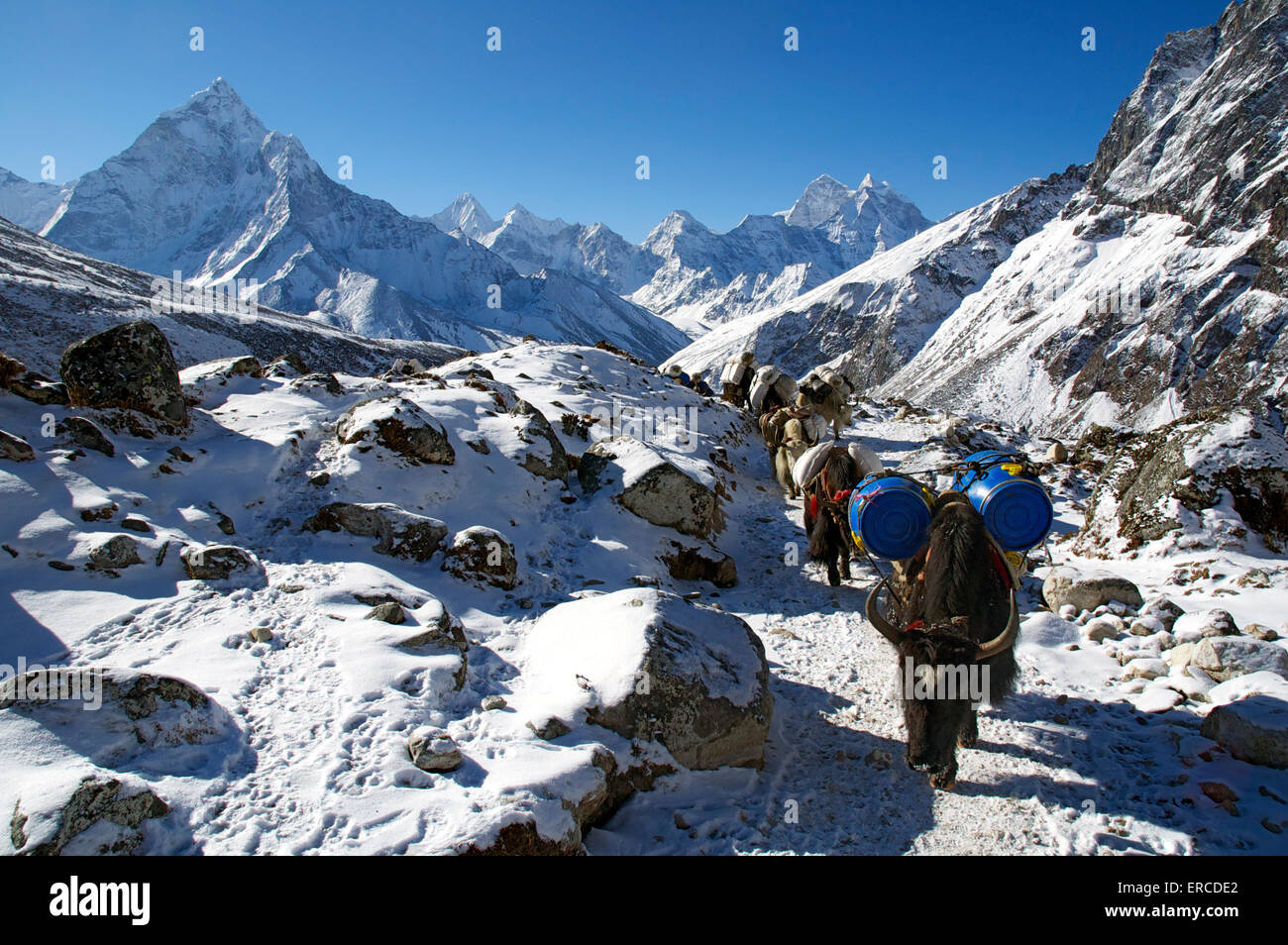 A yak train in the Nepali Himalayas taking supplies to Everest base ...