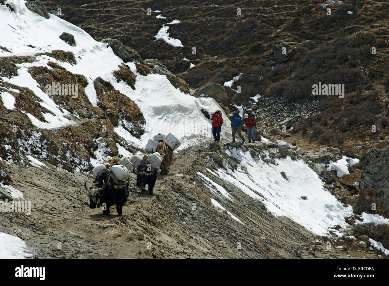 Trekkers and pack animals on a trail in the Nepali Himalayas Stock ...