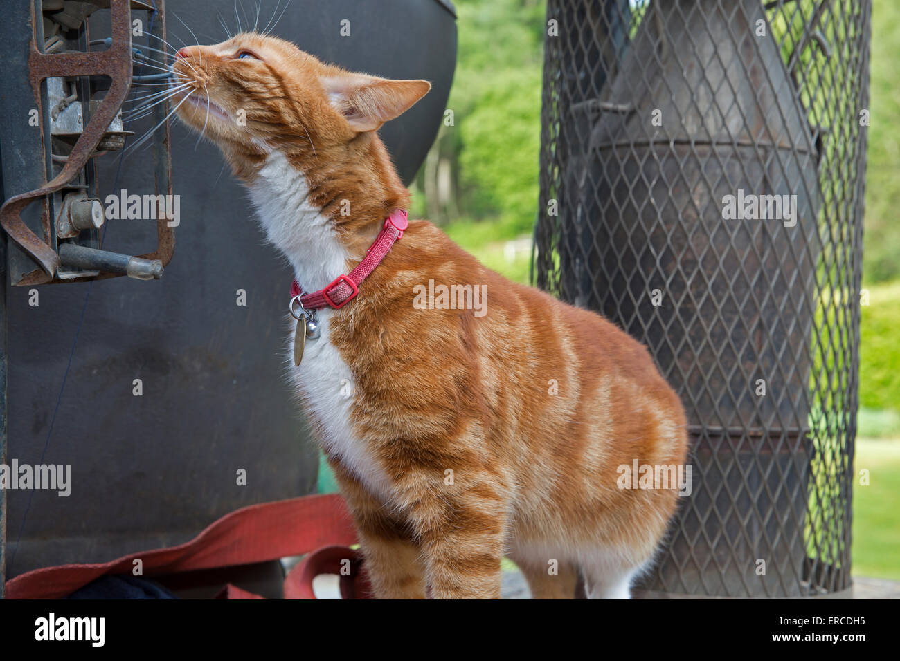 Westerham, UK,1st June 2015, Jock the cat is inquisitive at Chartwell ...