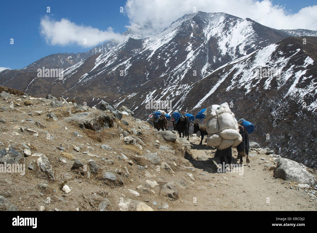 A porter and pack animals on a trail in the Nepali Himalyas Stock Photo ...