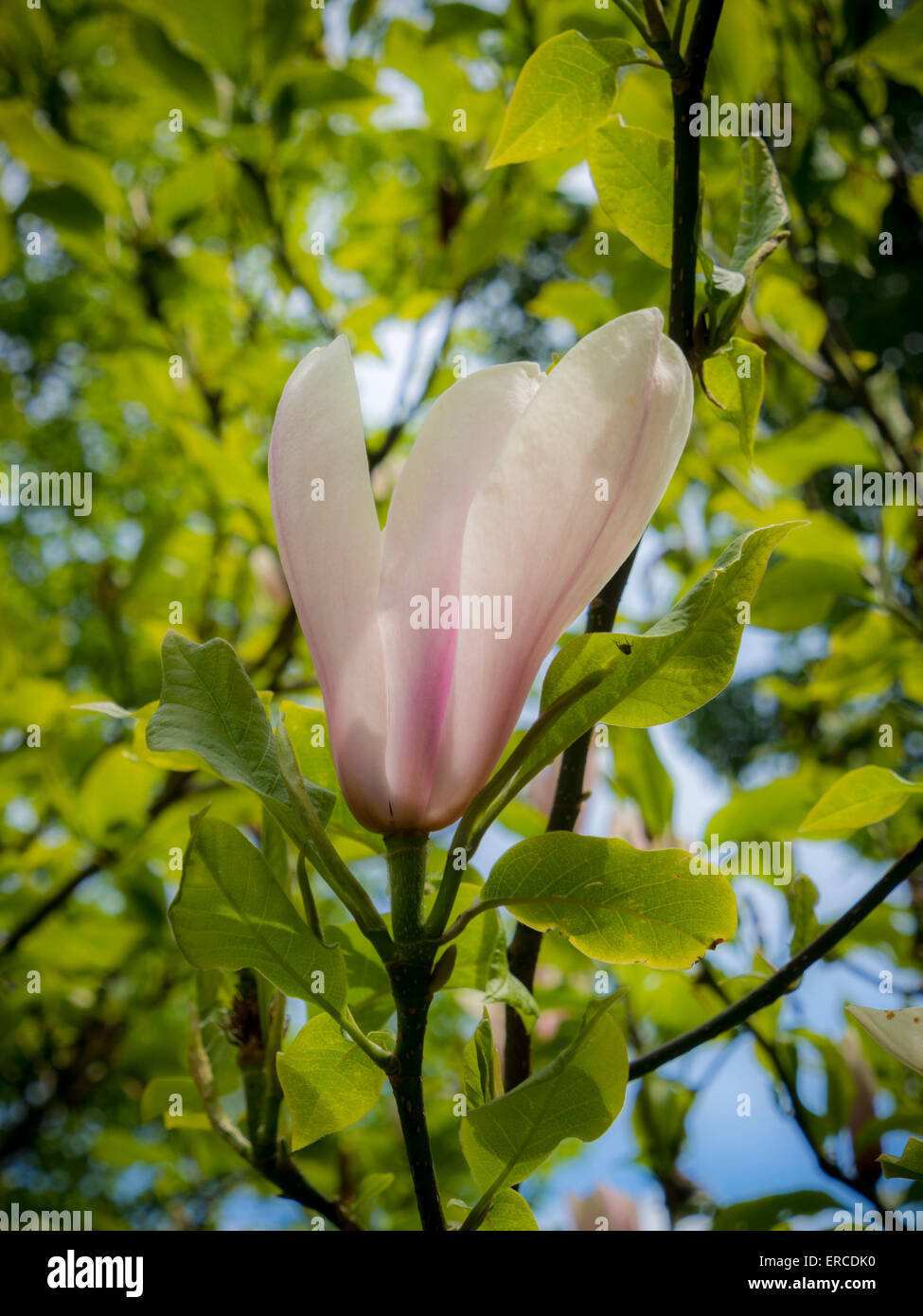 Pale pink magnolia flower Stock Photo - Alamy