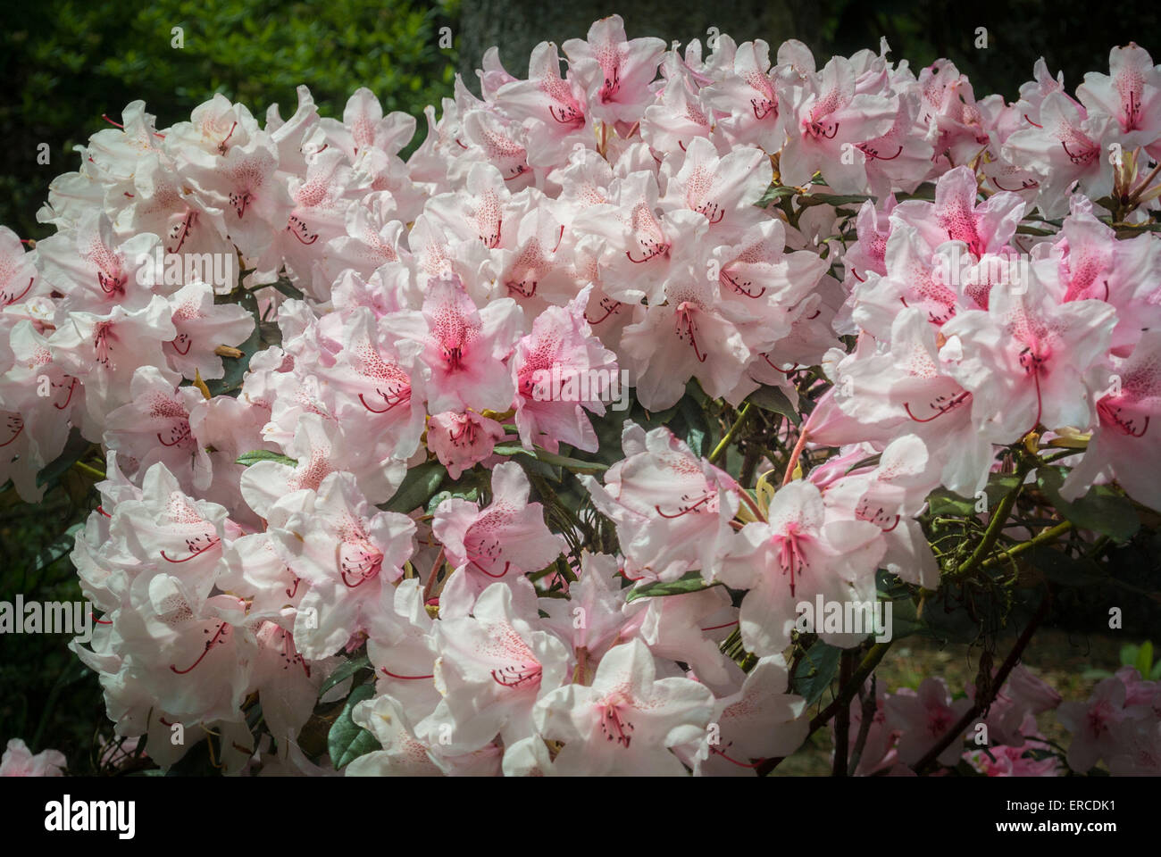 Pink flowering rhododendron shrub Stock Photo - Alamy
