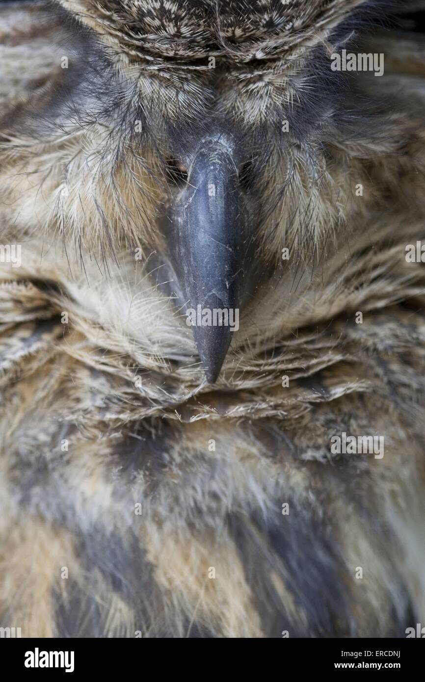 eagle owl beak Stock Photo - Alamy