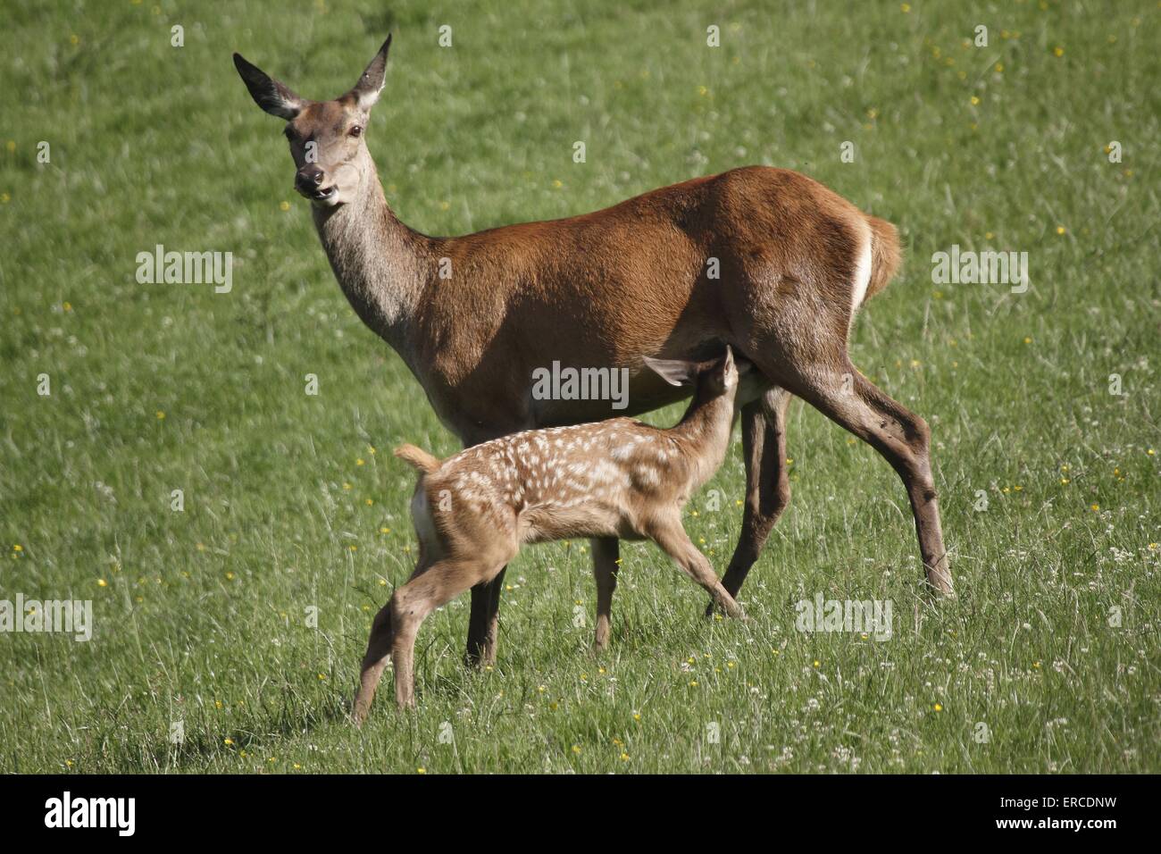 Nursing baby deer hi-res stock photography and images - Alamy