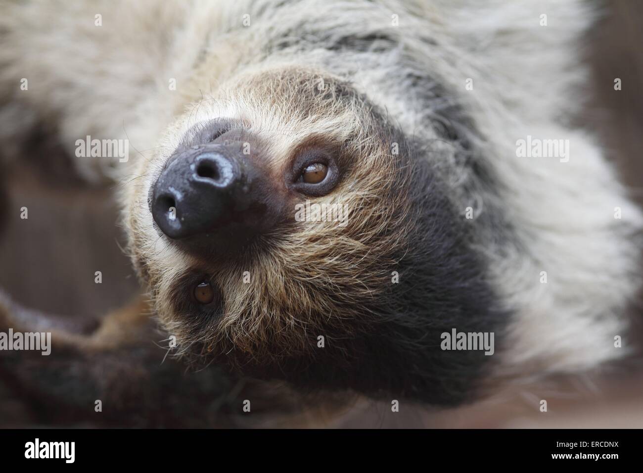 Folivora hi-res stock photography and images - Alamy