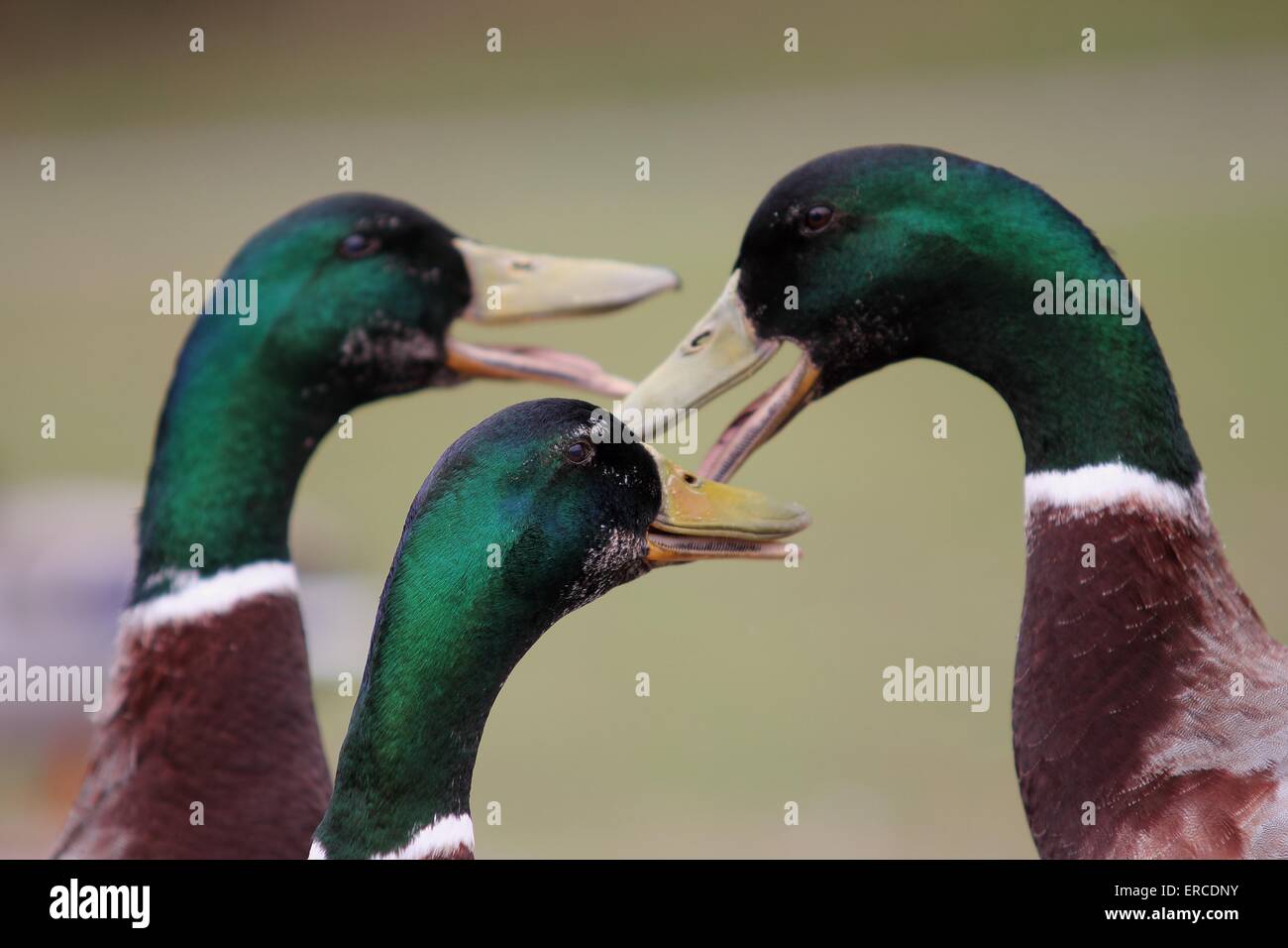 Indian runner ducks hi-res stock photography and images - Alamy