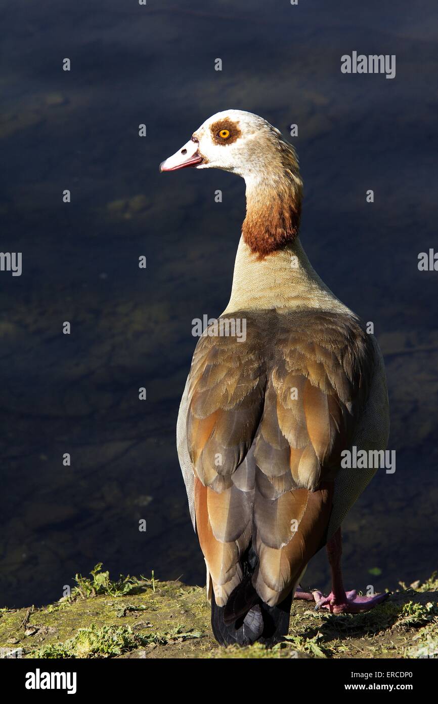 Back view of a goose hi-res stock photography and images - Alamy