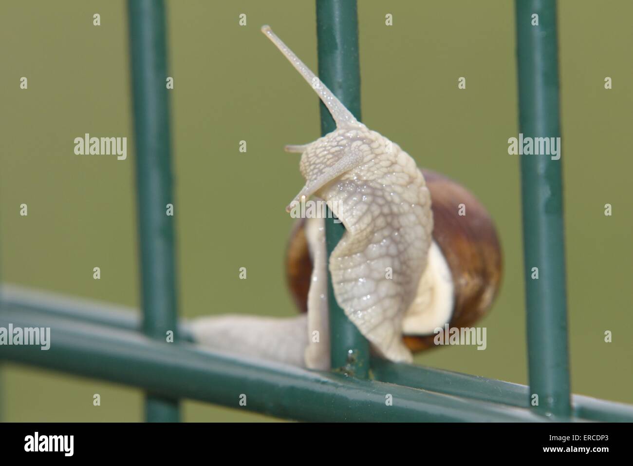 Snails escargot burgundy hi-res stock photography and images - Alamy