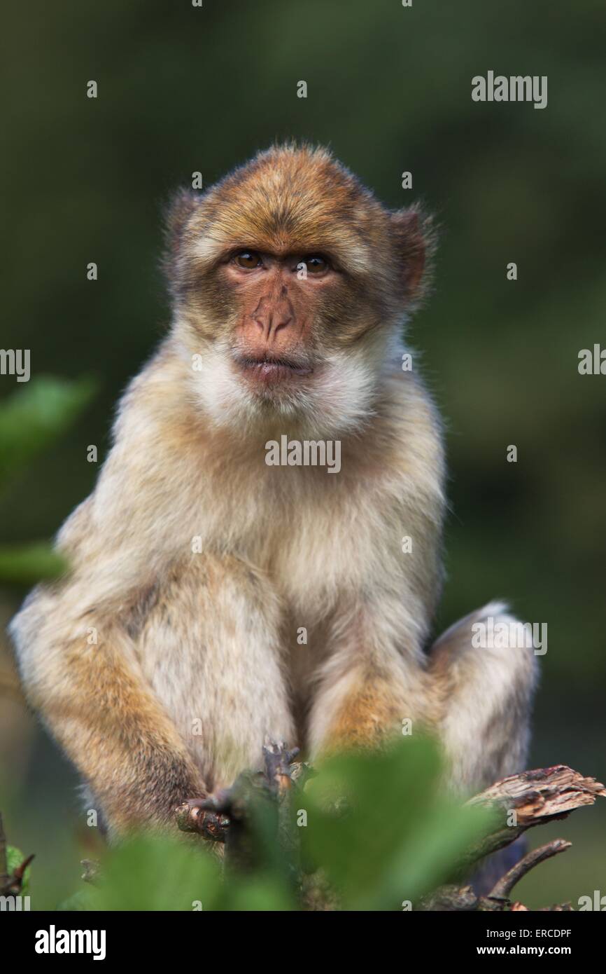 Adult magot hi-res stock photography and images - Alamy