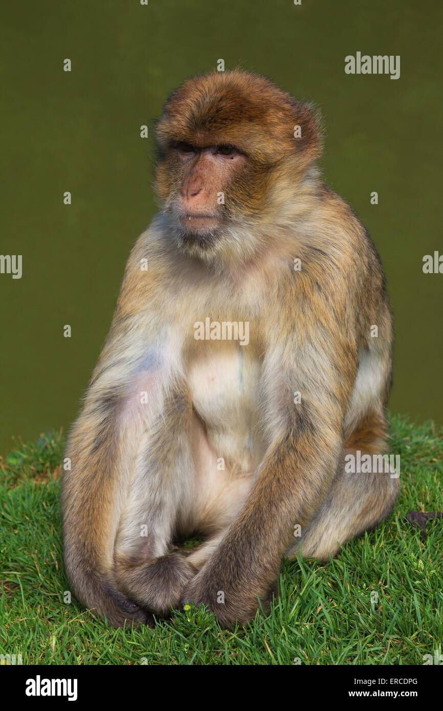 Adult magot hi-res stock photography and images - Alamy