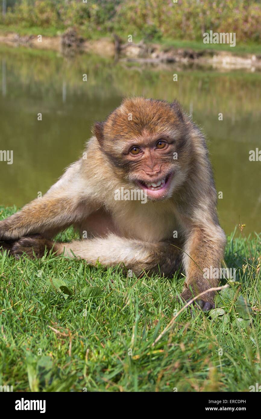 Monkey smirking hi-res stock photography and images - Alamy