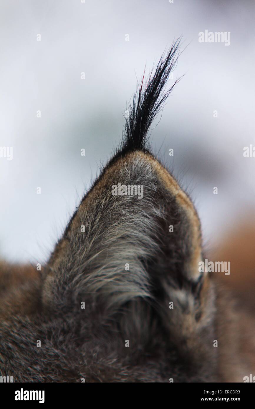 Big ear animals hi-res stock photography and images - Alamy