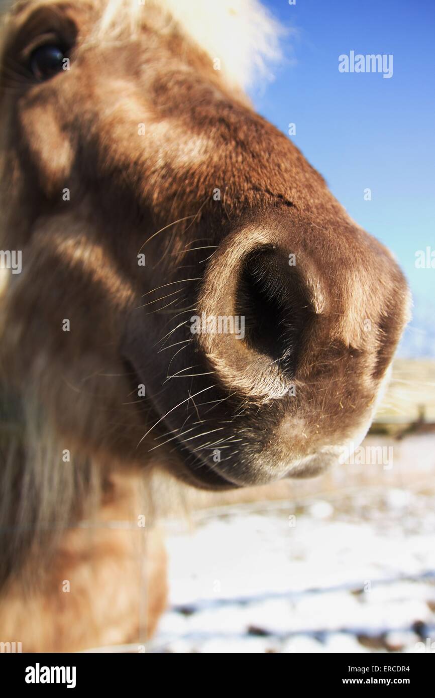 Pony nose close up hi-res stock photography and images - Alamy