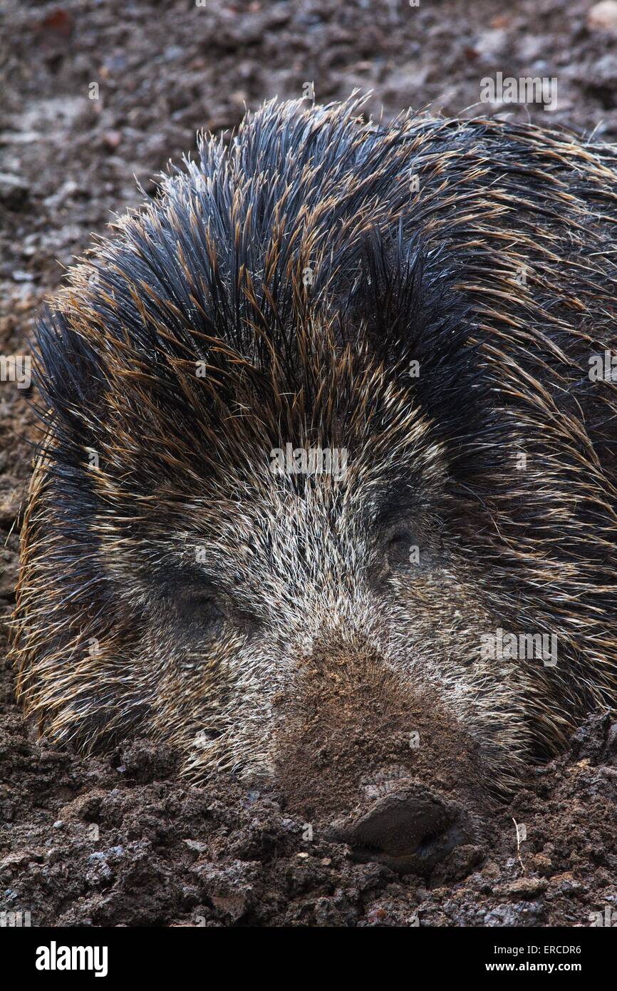 Earth hog hi-res stock photography and images - Alamy