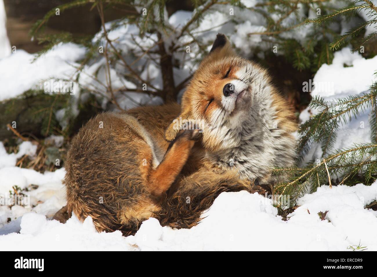 Fox scratch hi-res stock photography and images - Alamy
