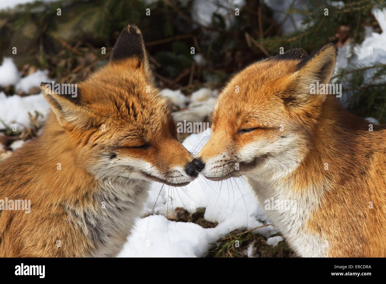 Love foxes hi-res stock photography and images - Alamy