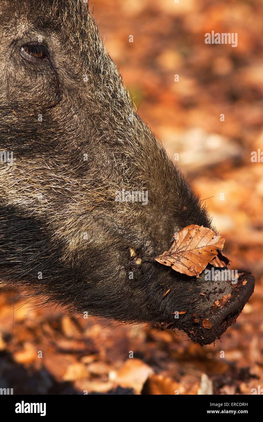 Wild Boar Attack Leopard