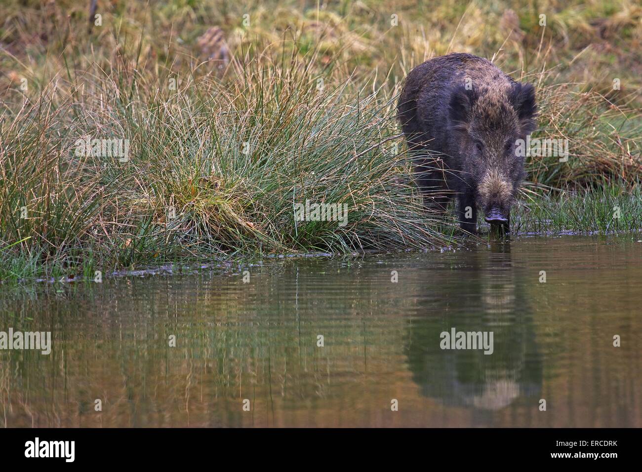 Sea hog hi-res stock photography and images - Alamy