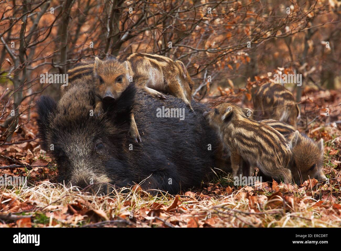 Carrying piggyback tired hi-res stock photography and images - Alamy