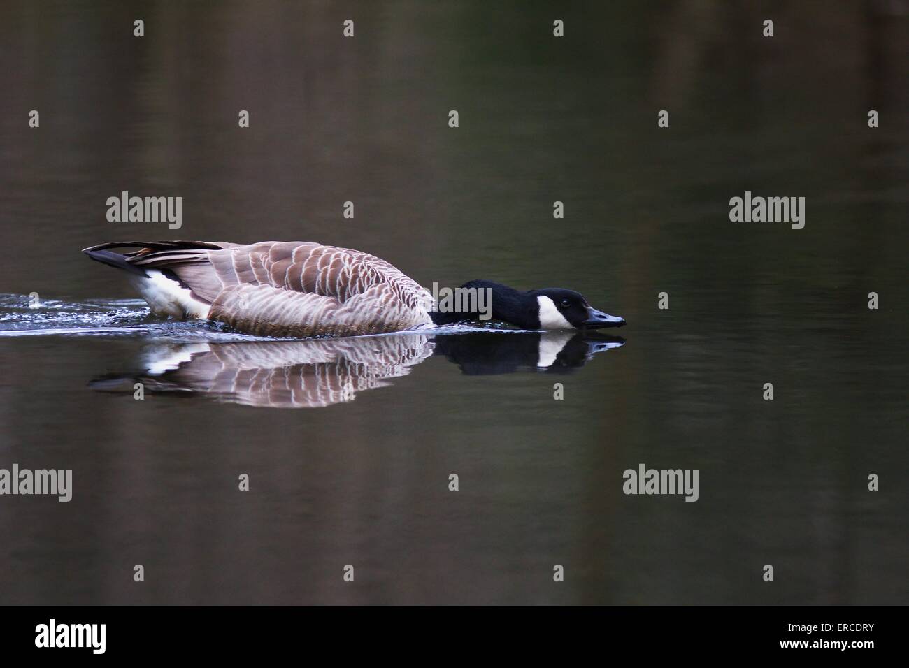Angry canada goose hi-res stock photography and images - Alamy