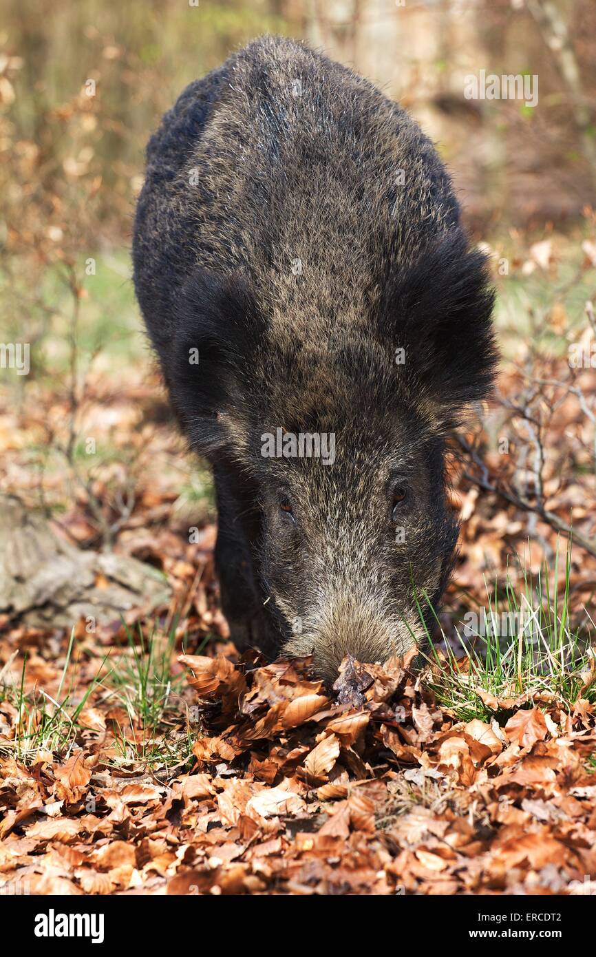 Wild boars foraging hi-res stock photography and images - Alamy
