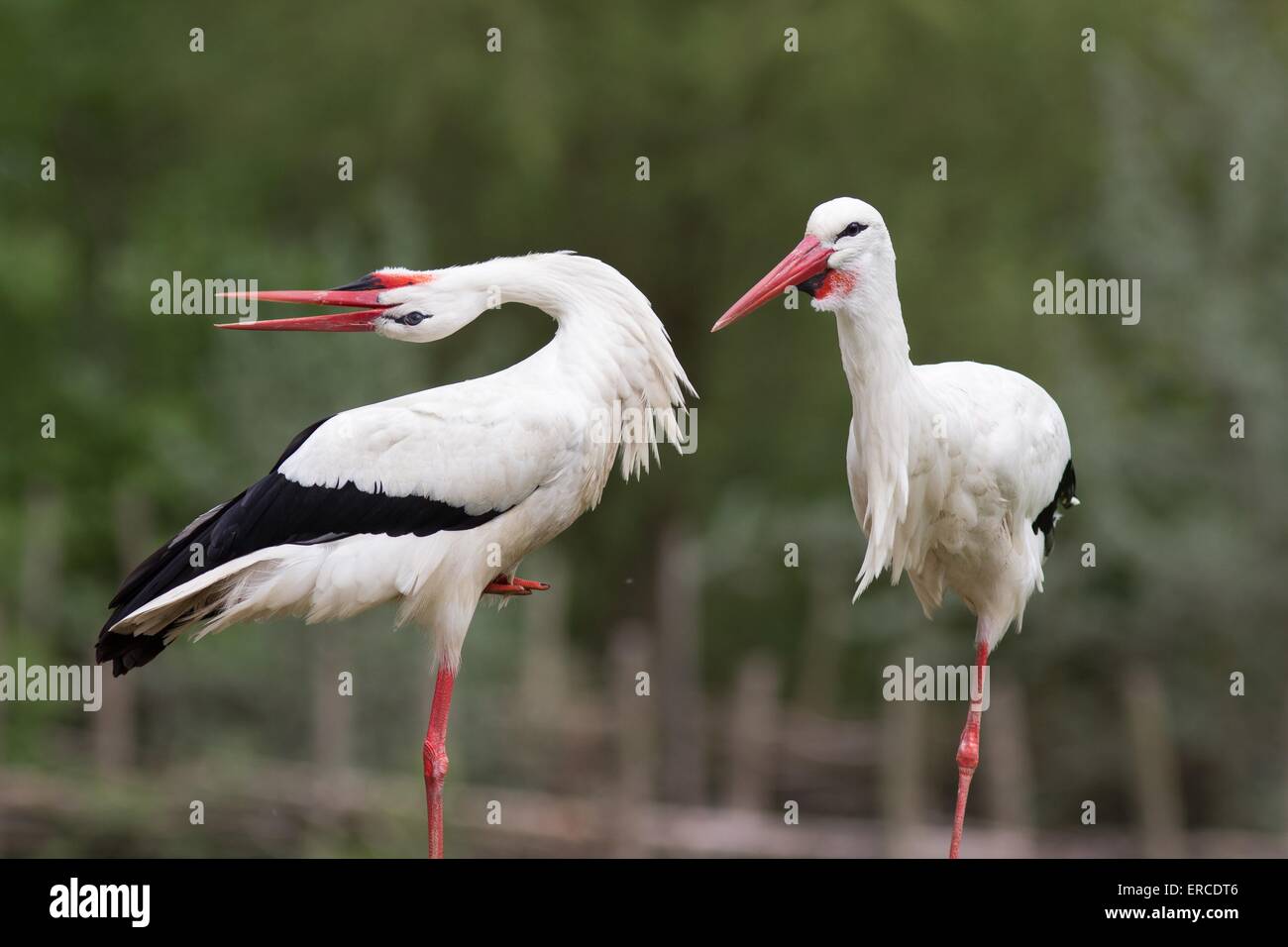 Mating white storks hi-res stock photography and images - Alamy