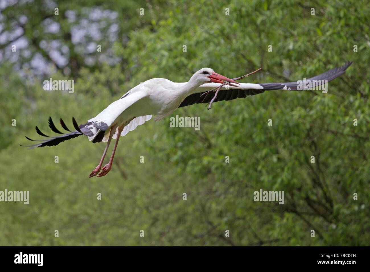 Stork brooding hi-res stock photography and images - Alamy