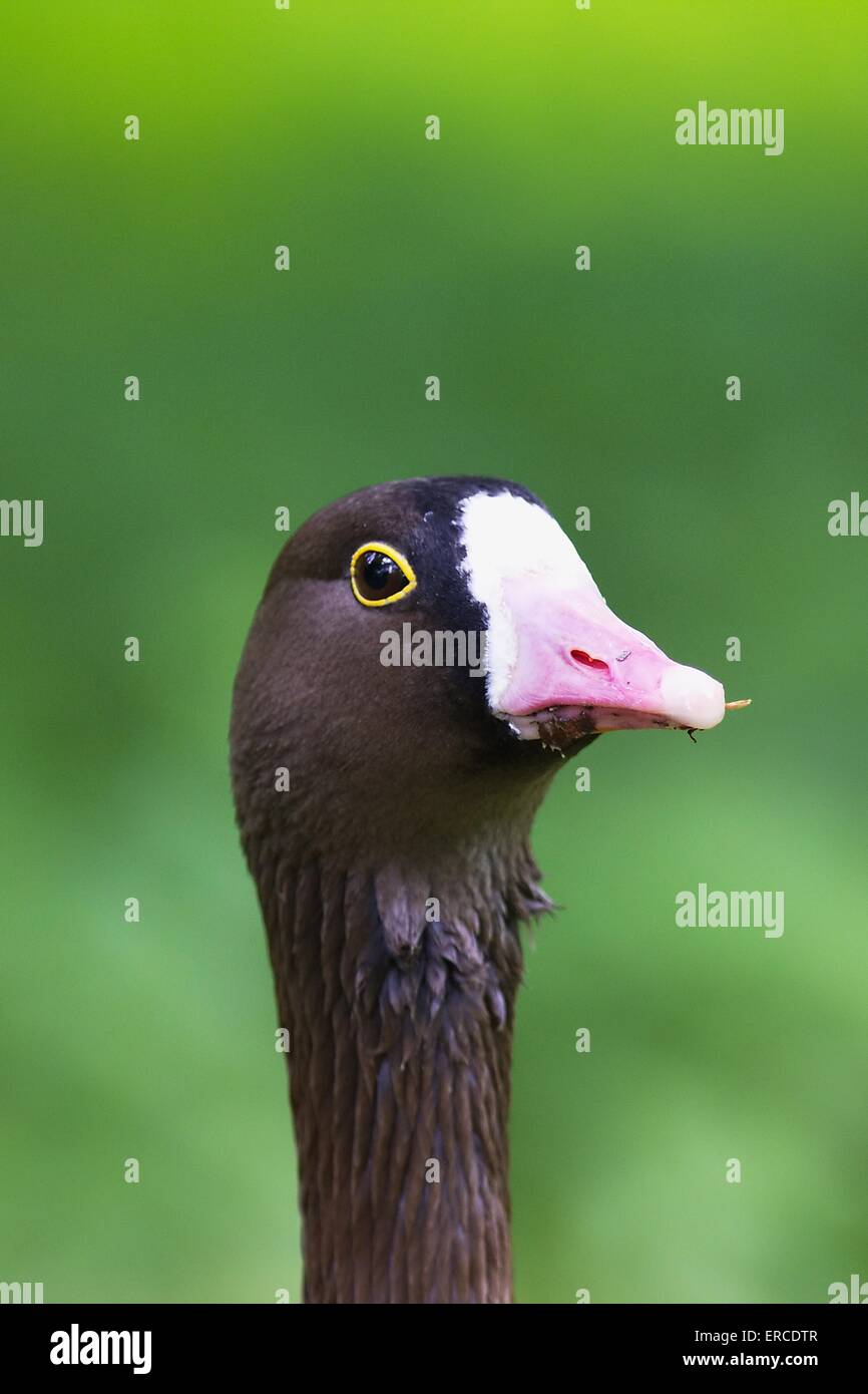 lesser white-fronted goose Stock Photo - Alamy