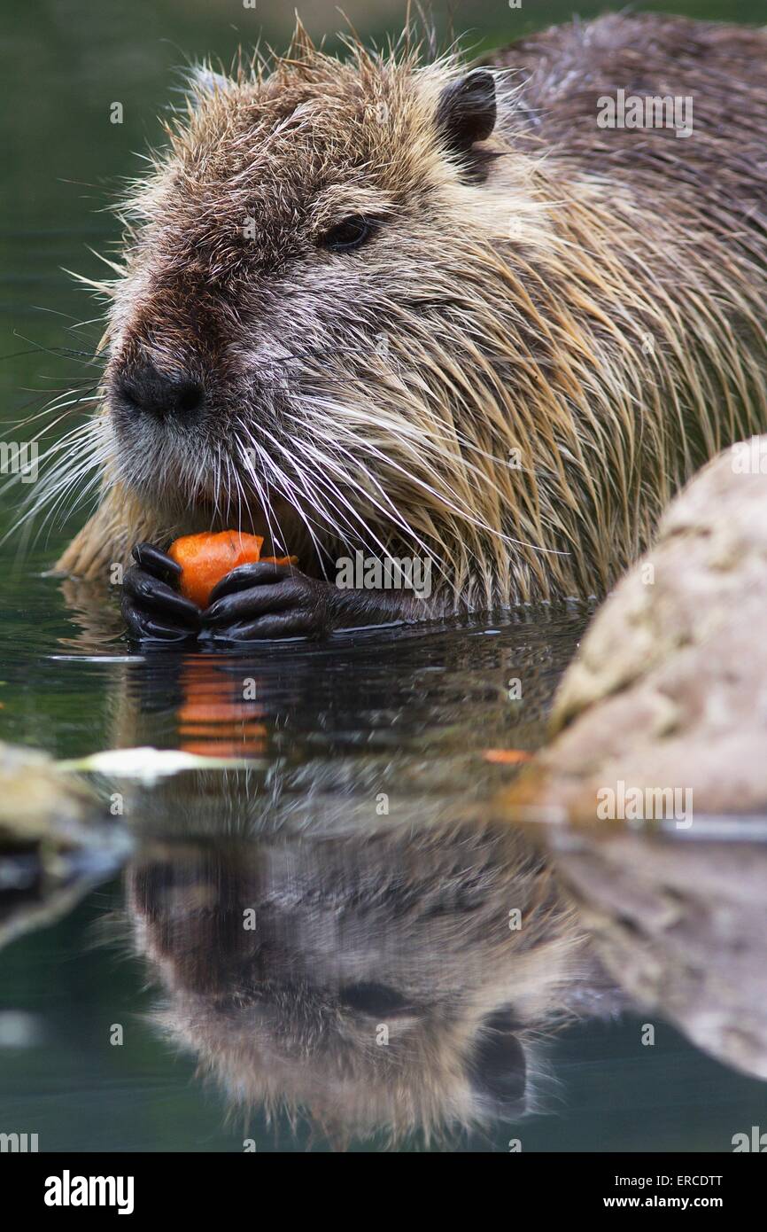 Coypu myocastor coypus carrot hi-res stock photography and images - Alamy