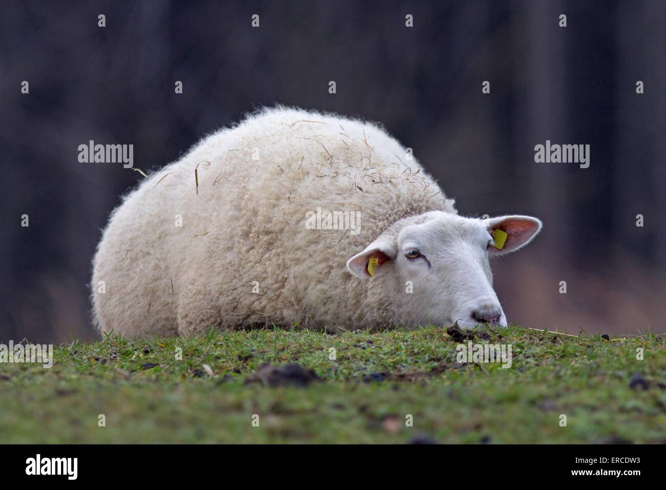 Outdoor relaxing sheep hi-res stock photography and images - Alamy