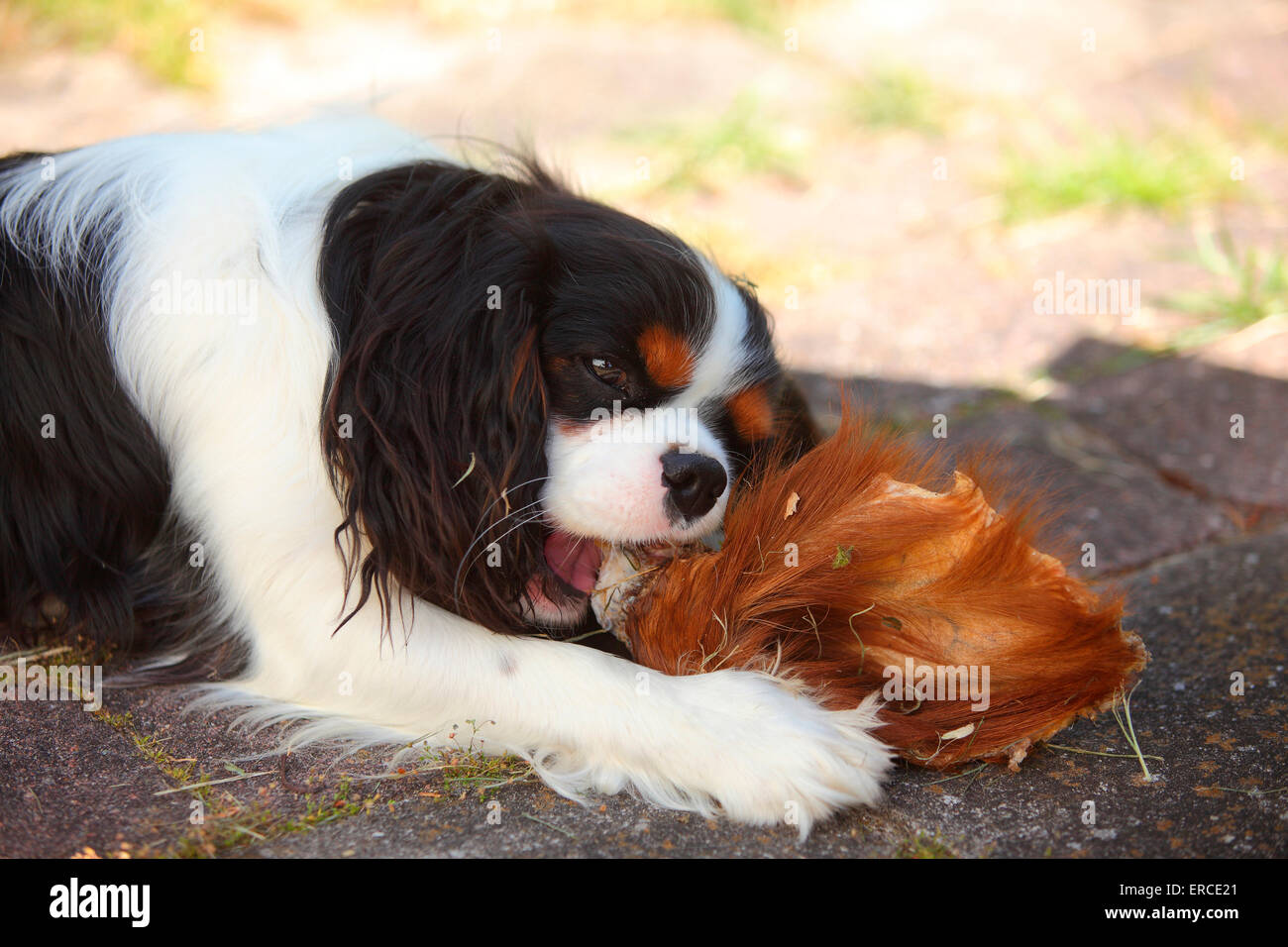 Cavalier King Charles Spaniel, male, 9 months, tricolour, eating dried ...