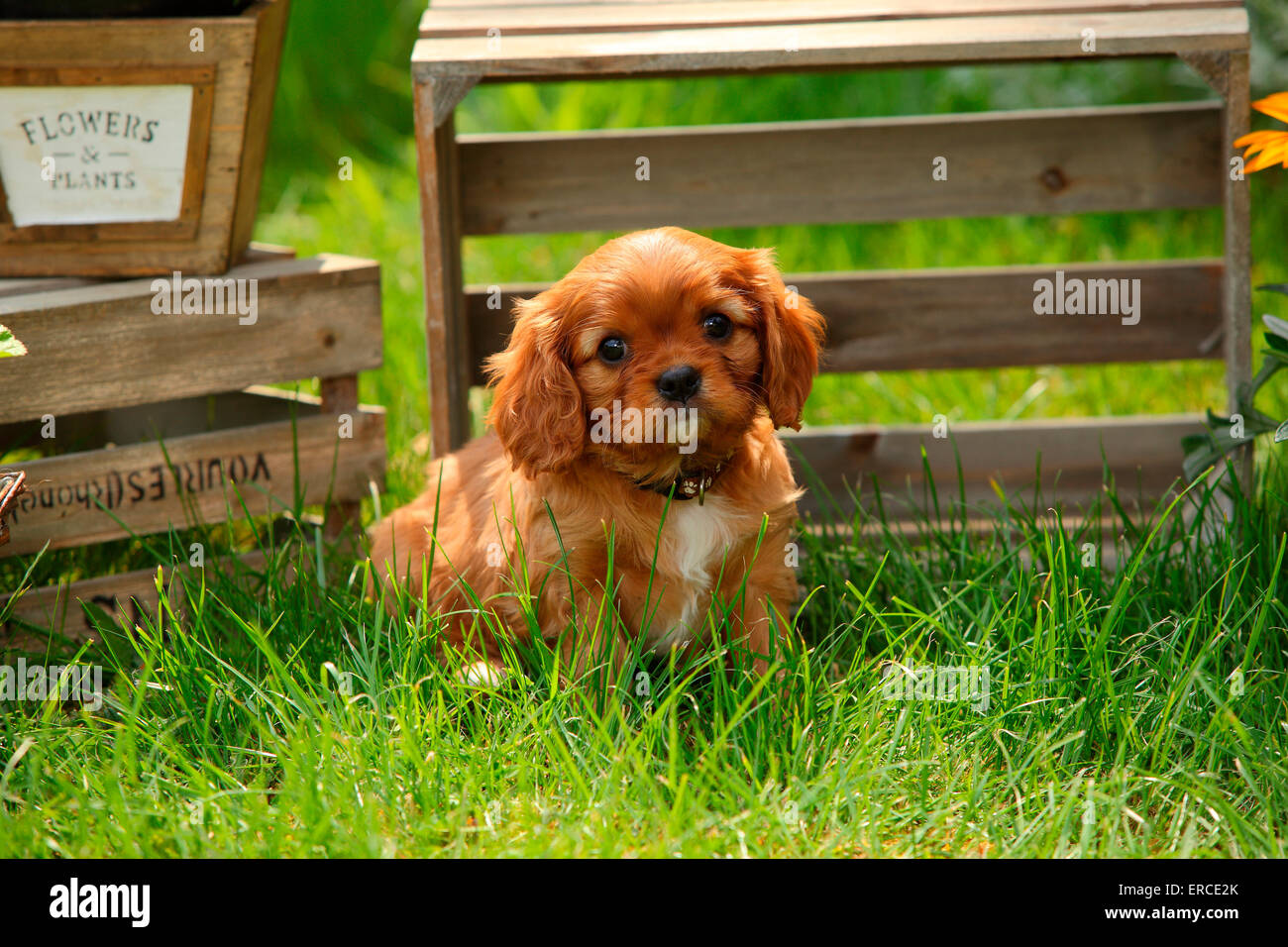 Cavalier King Charles Spaniel, puppy, ruby, 6 weeks|Cavalier King ...