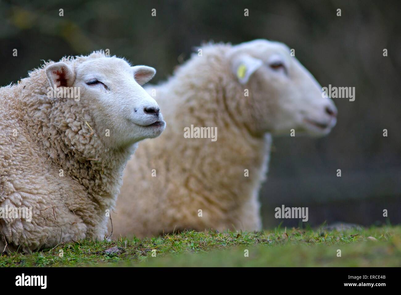 Domestic sheep side profile hi-res stock photography and images - Alamy