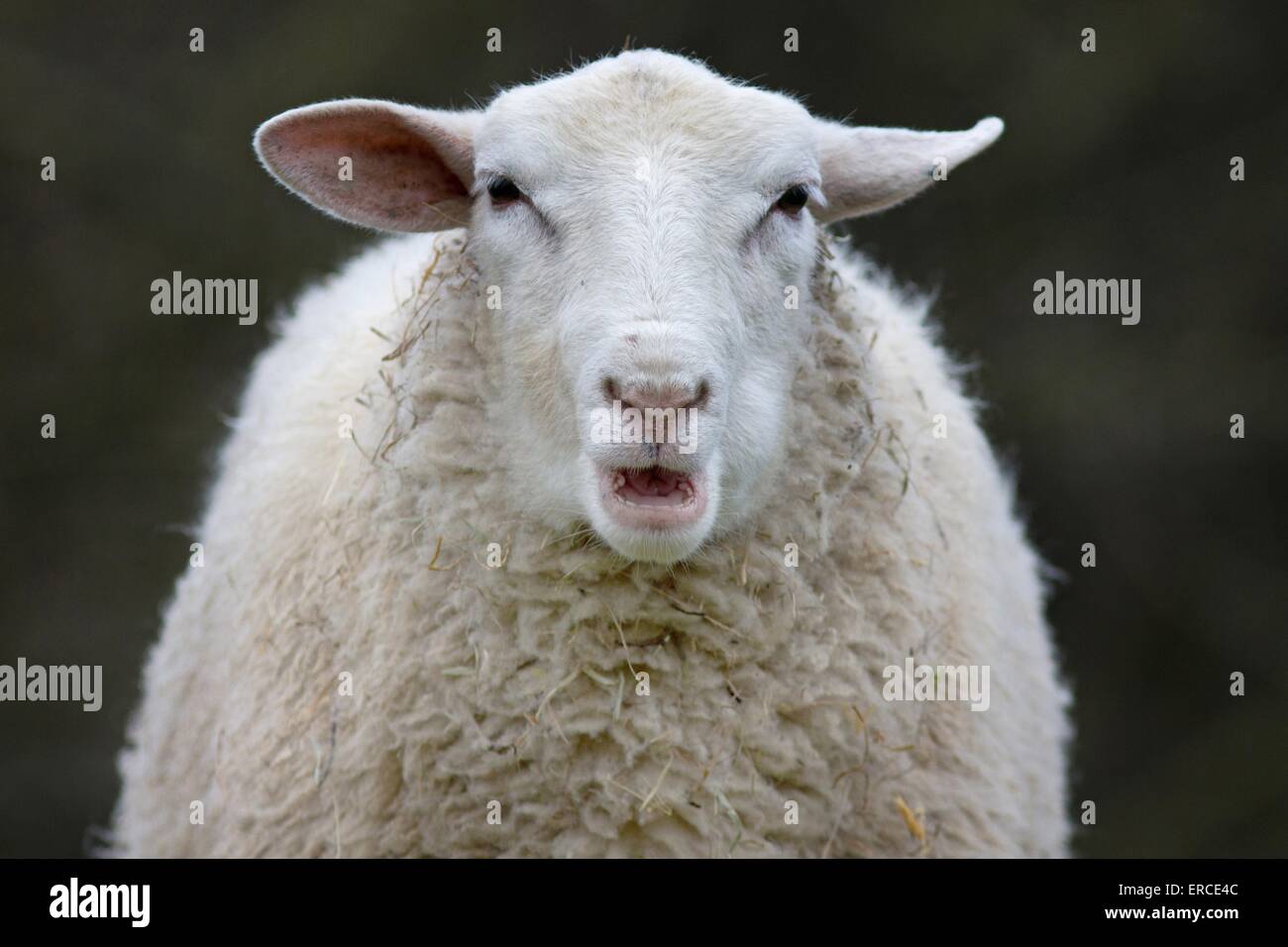 Animal mouth open sheep hi-res stock photography and images - Alamy