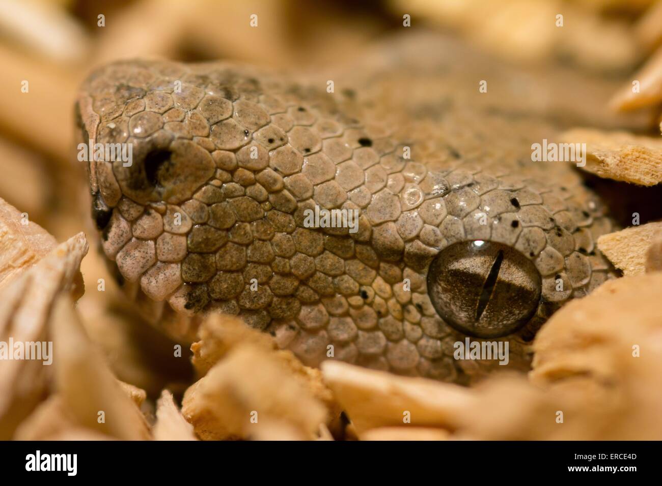 Boas constrictors hi-res stock photography and images - Alamy
