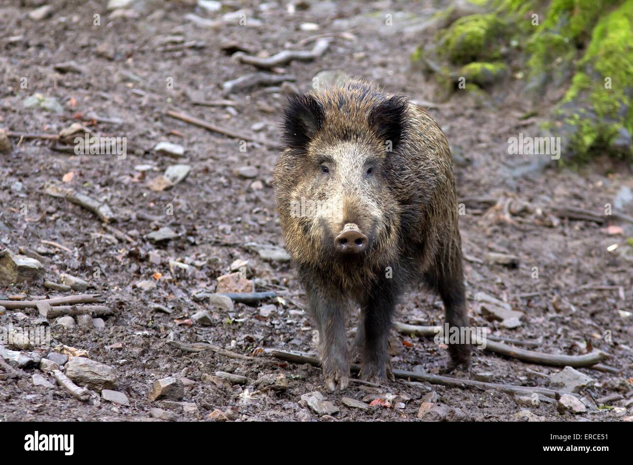 Camera hog hi-res stock photography and images - Alamy