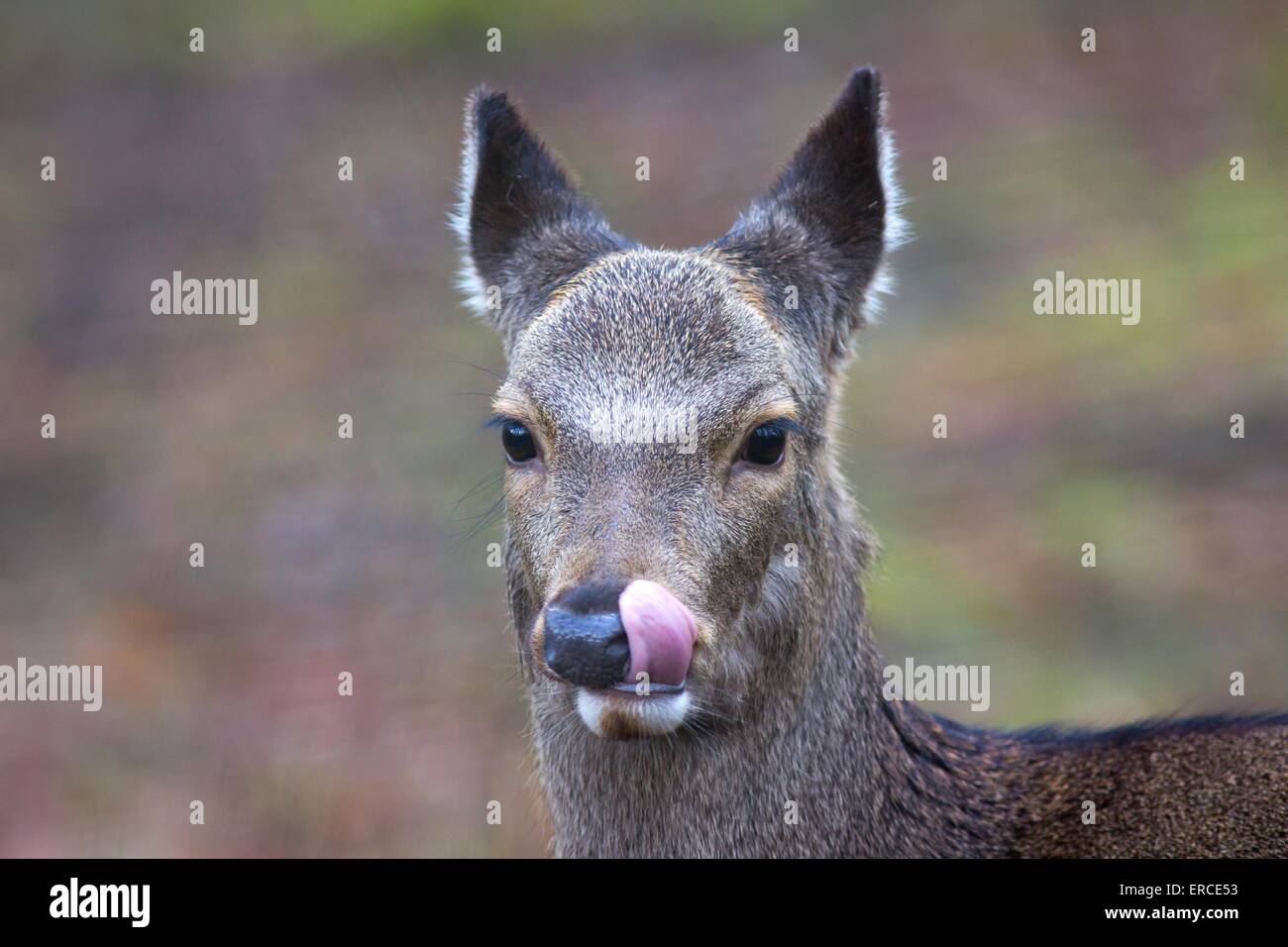 Sika fall hi-res stock photography and images - Alamy