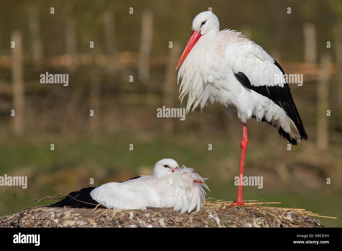 Brooding white storks hi-res stock photography and images - Alamy