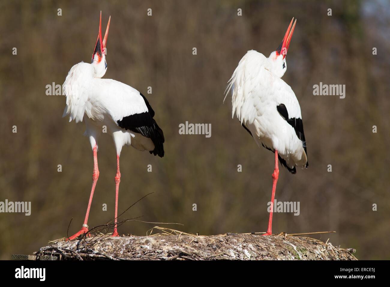 Adult breeding mating behavior hi-res stock photography and images - Alamy