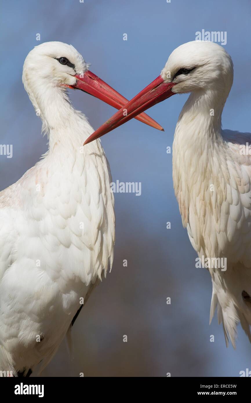 Storks head hi-res stock photography and images - Alamy