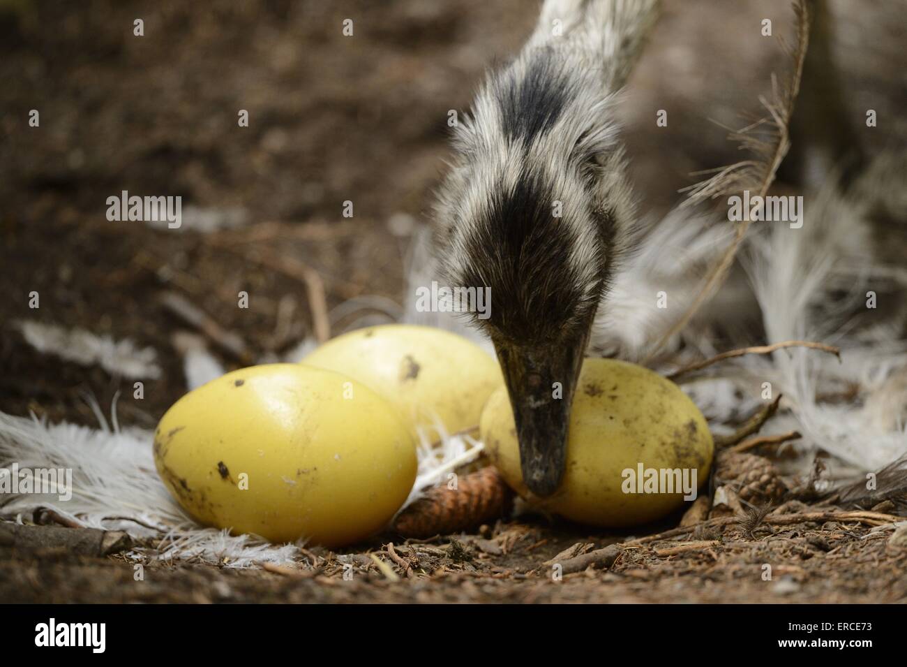 Rhea egg hi-res stock photography and images - Alamy