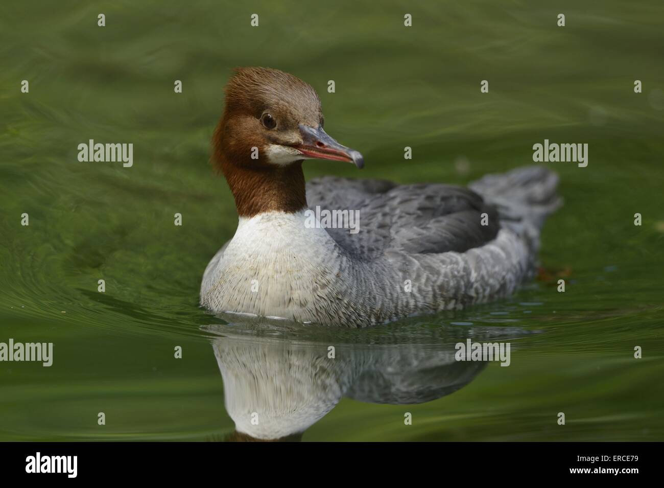 Goosander hi-res stock photography and images - Alamy