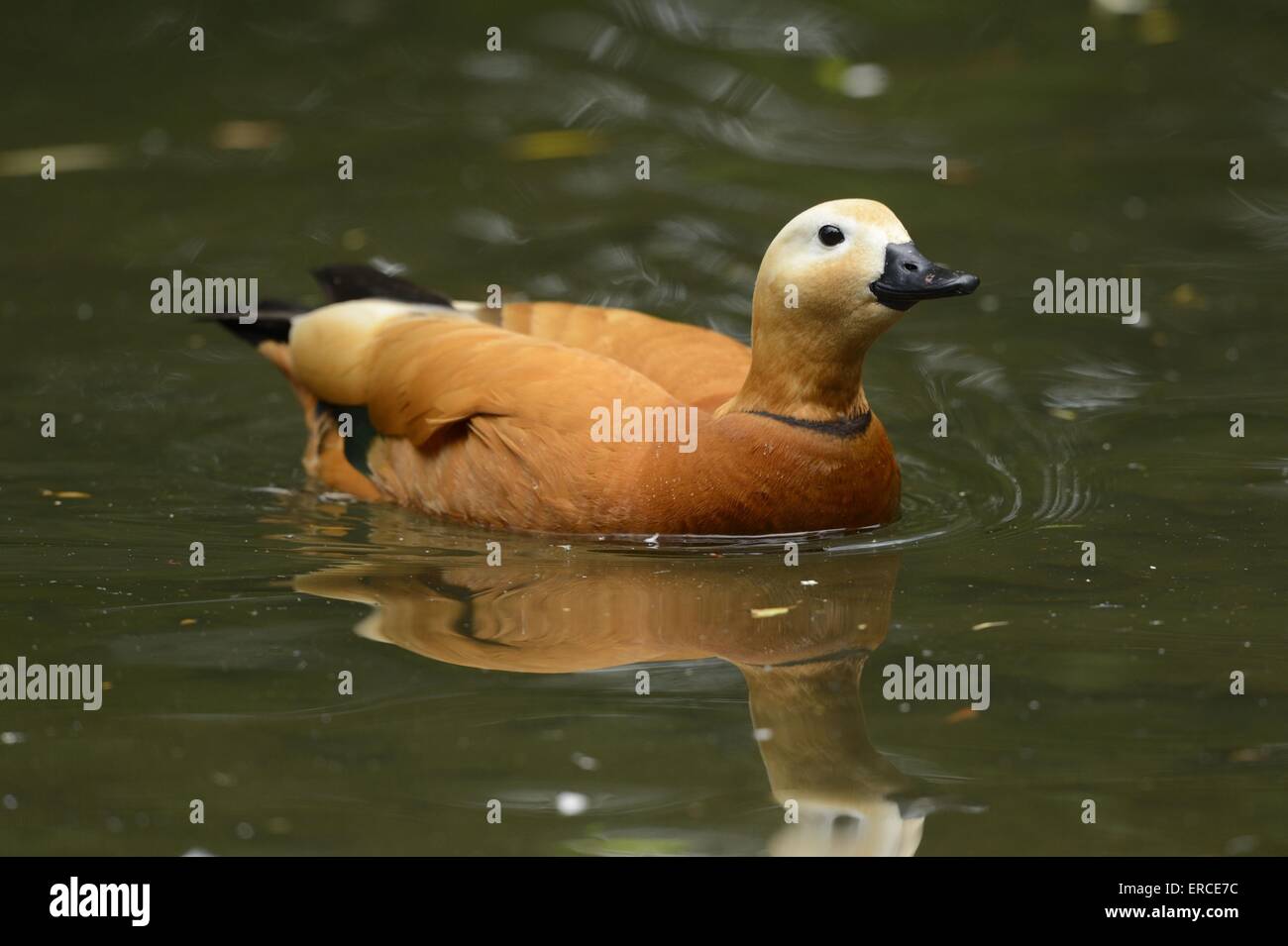 Shelduck outdoor hi-res stock photography and images - Alamy