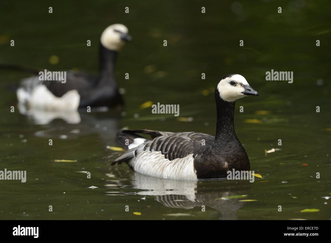 Barnacle geese hi-res stock photography and images - Alamy