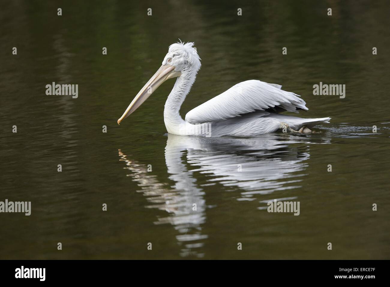 Pelica hi-res stock photography and images - Alamy