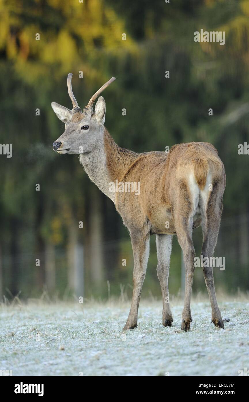 Red deer antlers back view hi-res stock photography and images - Alamy