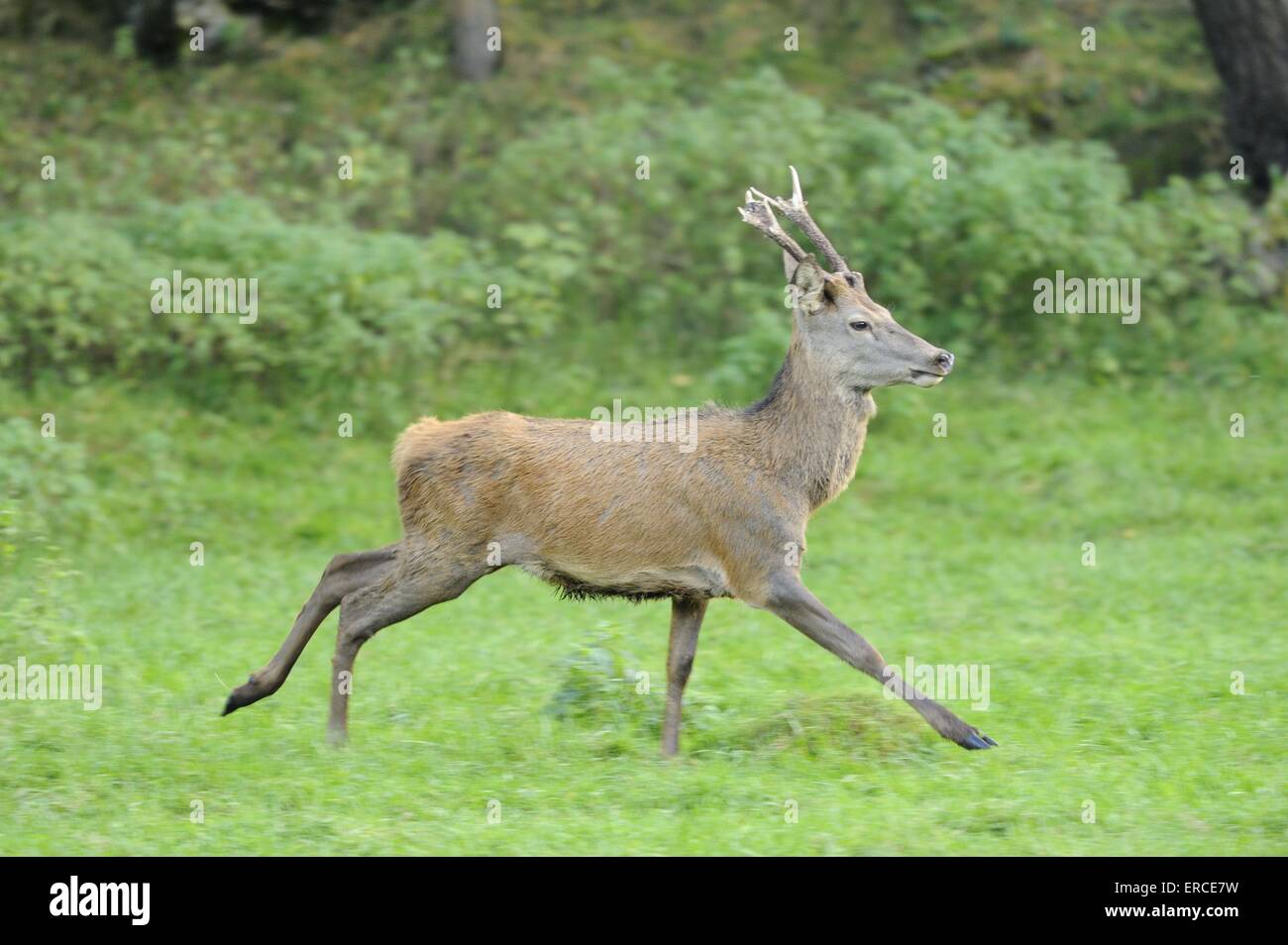 Galloping deer hi-res stock photography and images - Alamy