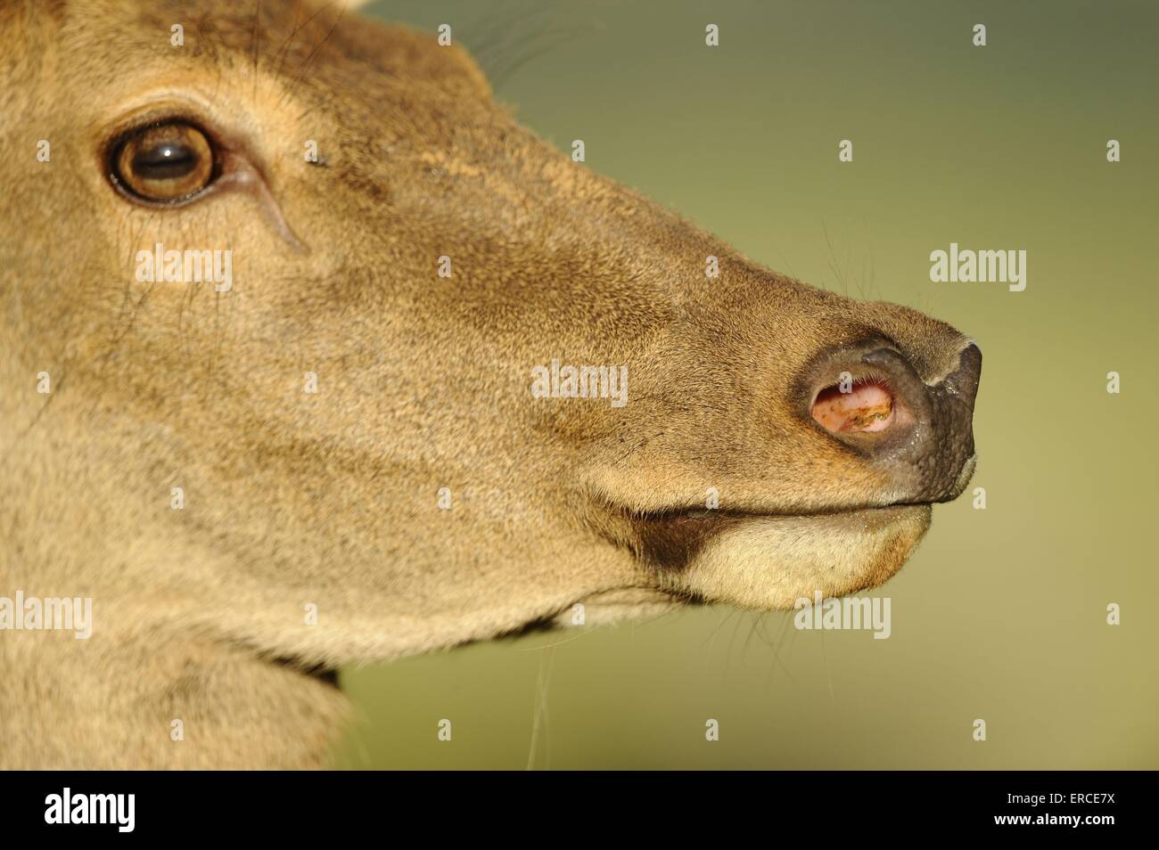 Deer details hi-res stock photography and images - Alamy