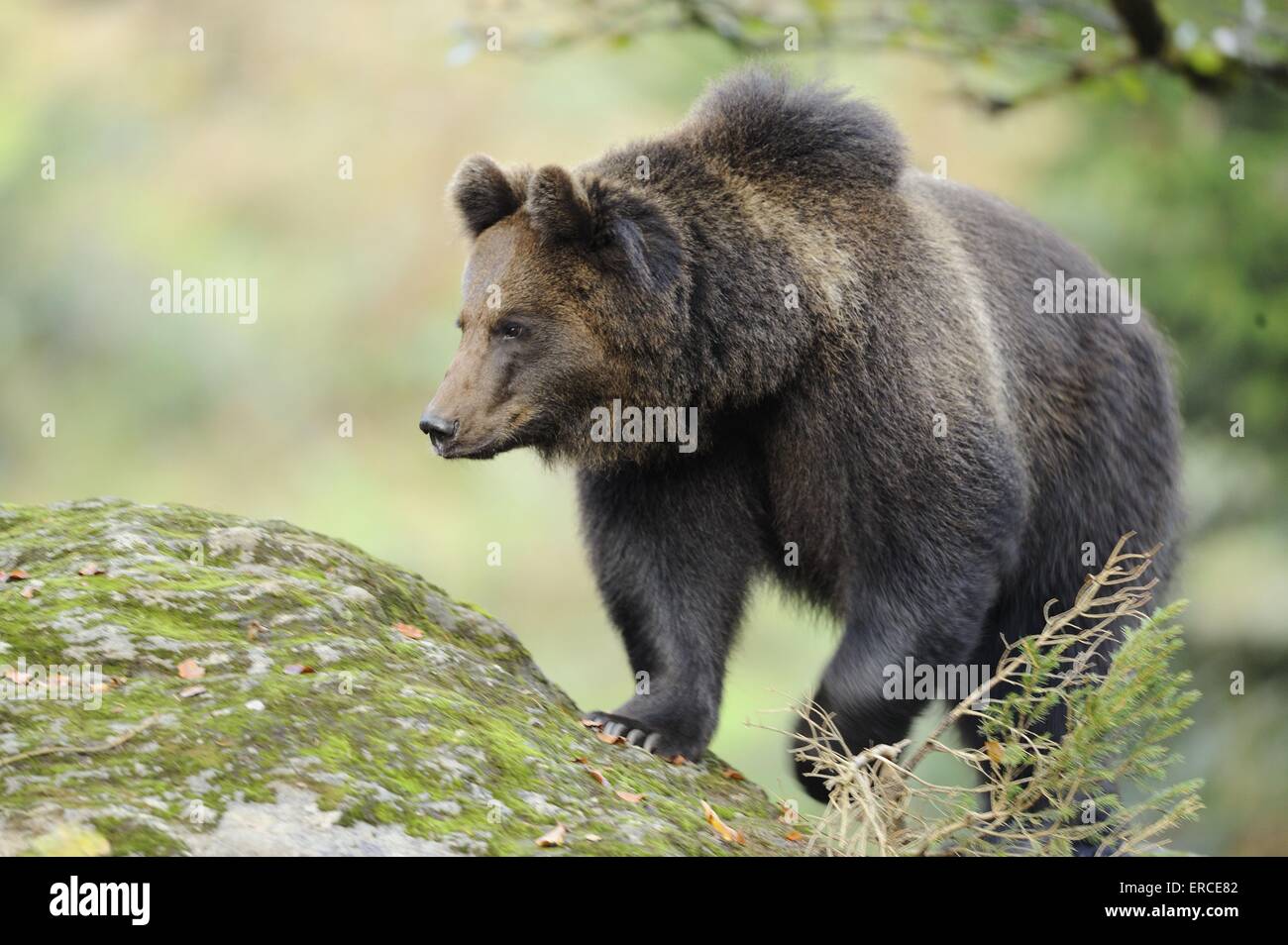 Bear moving hi-res stock photography and images - Alamy