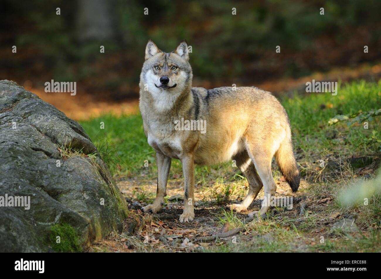 Greywolf greywolves hi-res stock photography and images - Alamy